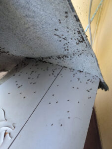 “Siamo sommersi da un’invasione di cimici dell’olmo e nessuno fa nulla ...
